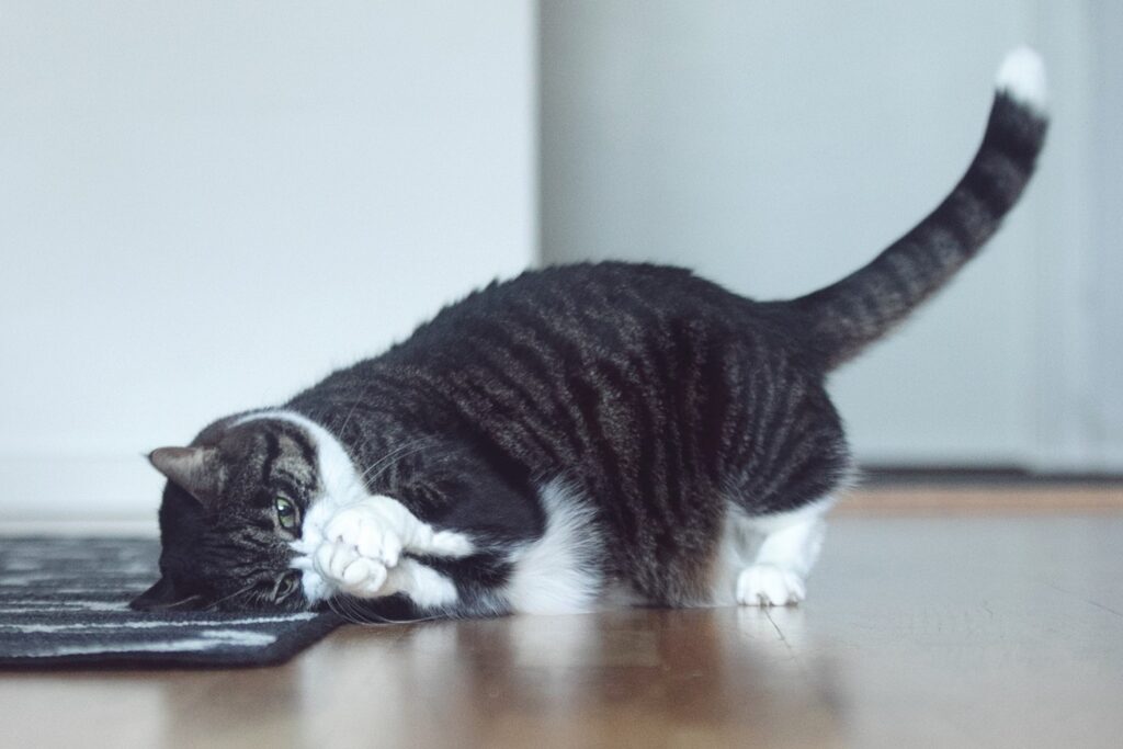 Why Kittens Fart and How to Make It Stop