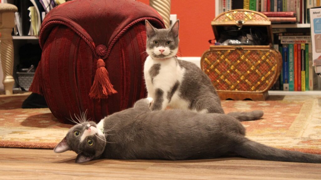 About Us – WinstonAndJoey.com