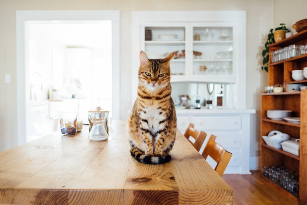 What to Do When Your Cat Keeps Jumping on Tables and Counters