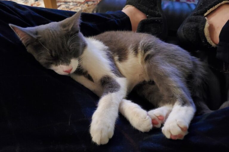 How to Safely Let Your Cat Outside Without It Running Away