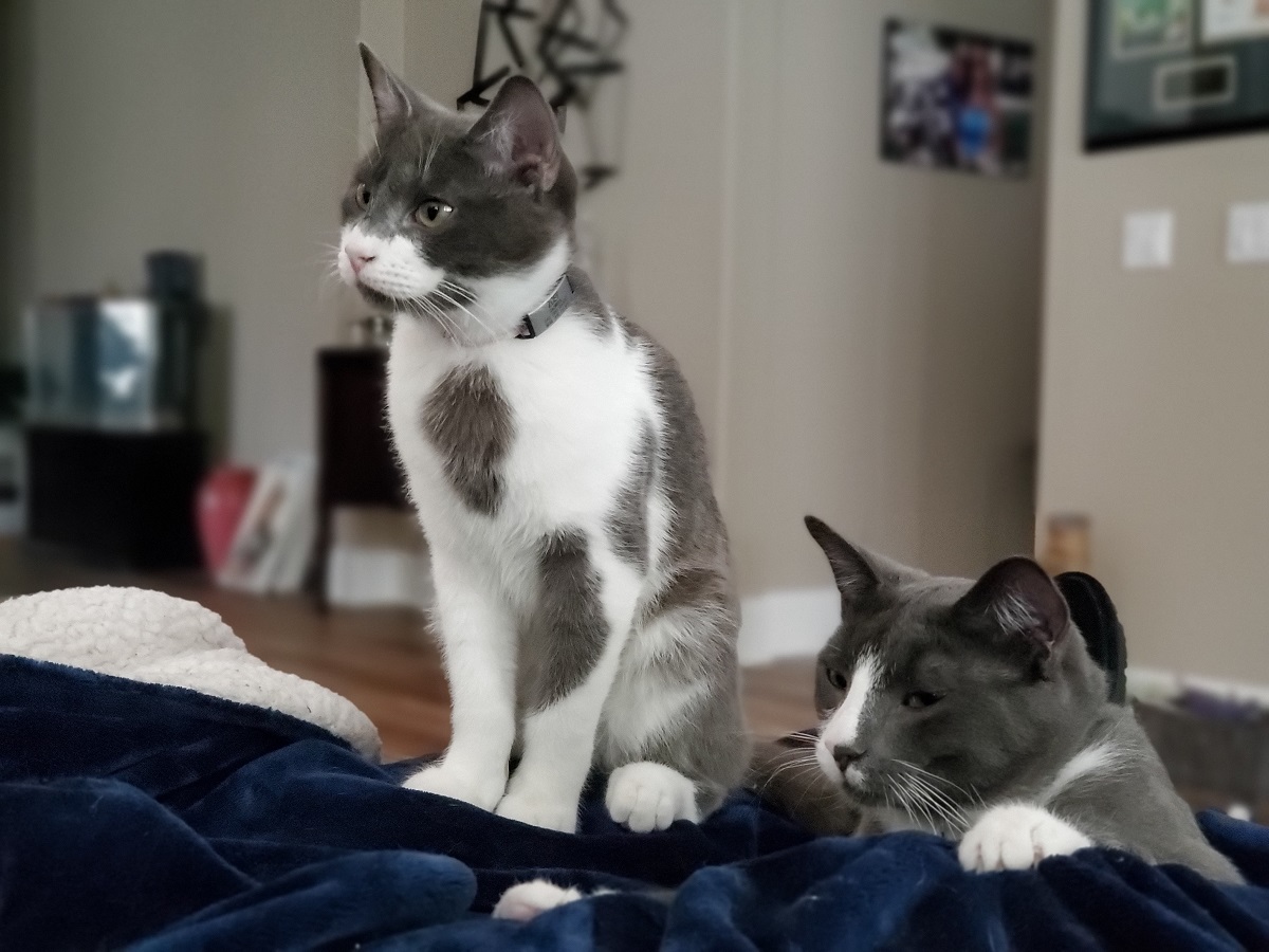 The Most Effective Way to Train Your Cat