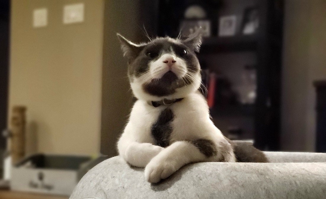 Why Peppermint Might Not Be So Fresh for Your Cat