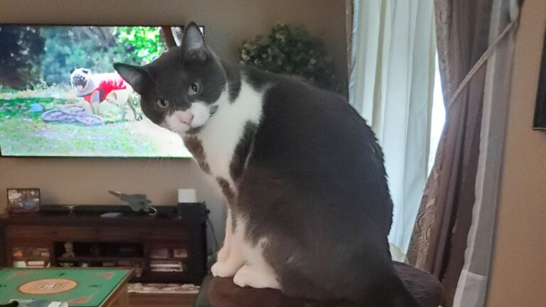 Why Cats Love Watching TV and What It Means